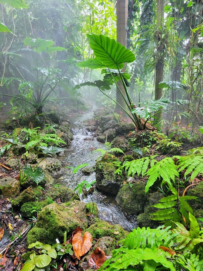 Misty waterfall moments like this make you forget you're still in Florida. Suddenly you're in a rainforest documentary, minus the camera crew and mosquito swarms.