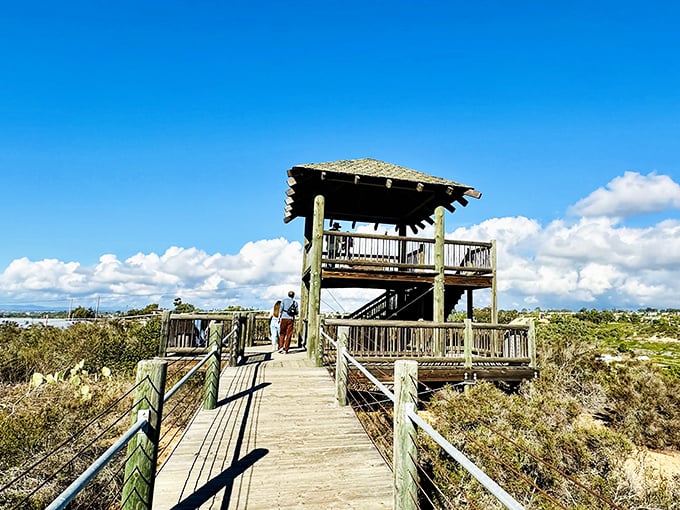 The observation deck offers panoramic views of coastal wetlands. Bird-watching without needing to pretend you know what you're looking at.