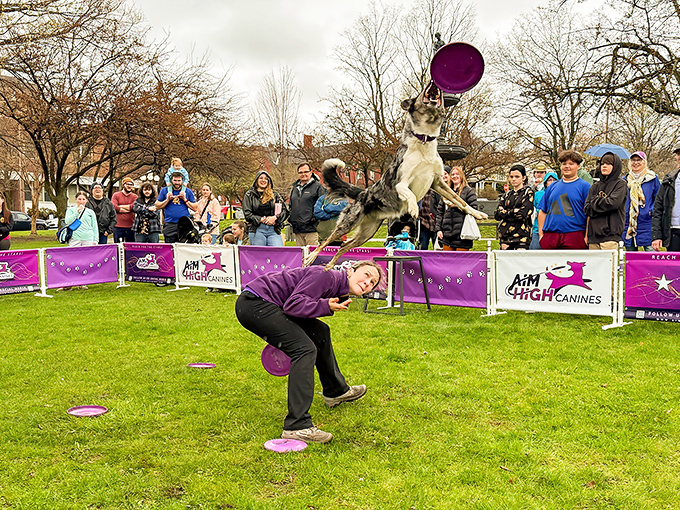 Who needs Netflix when you've got high-flying canine entertainment? St. Albans knows how to throw a party where the dogs are the real stars.