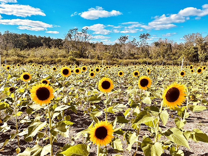 A sea of sunflowers turns toward the light, nature's own version of an audience giving Eustis a standing ovation.