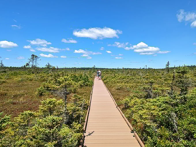 Bangor City Forest's boardwalk stretches toward the horizon, inviting visitors to wander through Maine's captivating bog ecosystem.