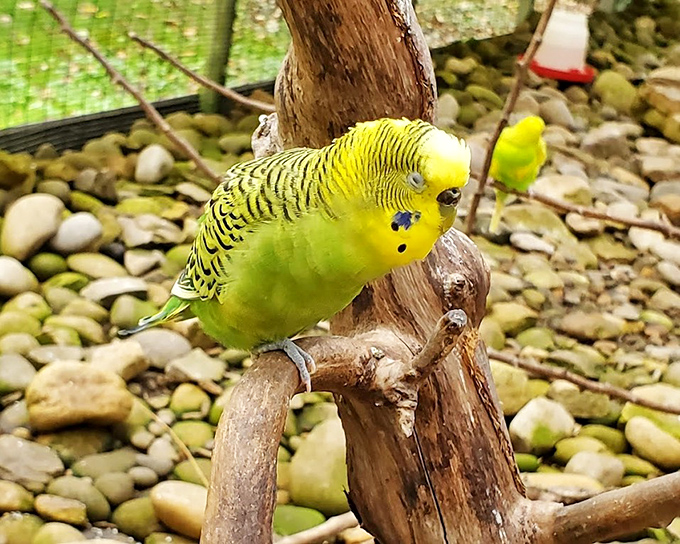 Tiny feathered fashion model strikes a pose. This bright yellow budgie perches with the confidence of a creature who knows it's wearing the most eye-catching outfit in the room.