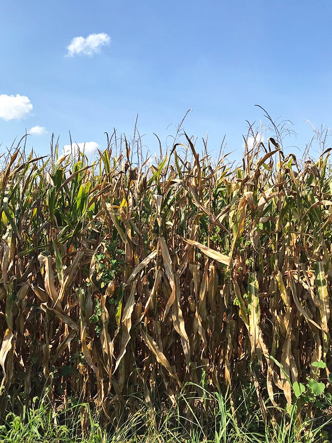 Autumn corn stands at attention, ready for its final bow before harvest time.