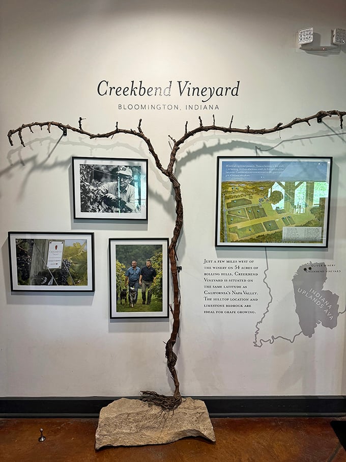The Creekbend Vineyard display tells Indiana's unexpected wine story through gnarled vine art and historical photographs.