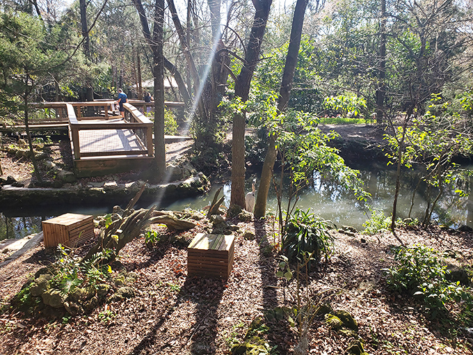 Sunlight dapples through the canopy onto this viewing deck &ndash; nature's version of the perfect observation platform for wildlife spotting.