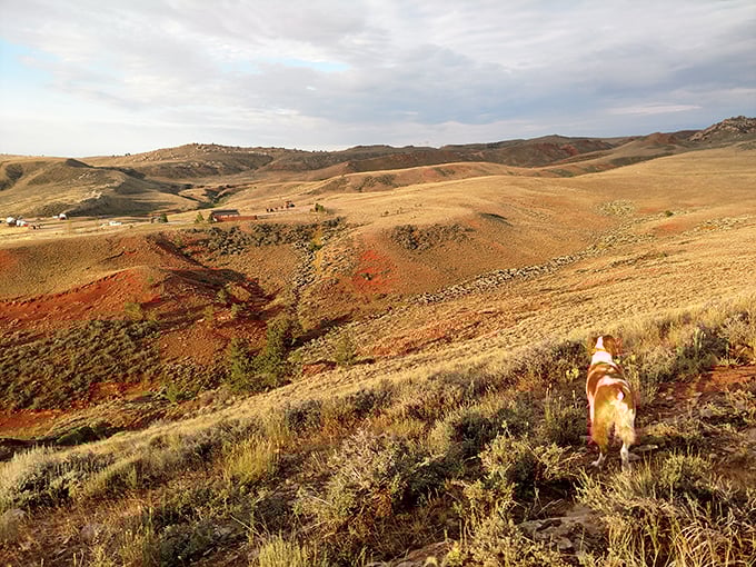 Four-legged explorers appreciate Seminoe's rugged beauty too&mdash;where every ridge offers new scents and the promise of squirrel diplomacy.