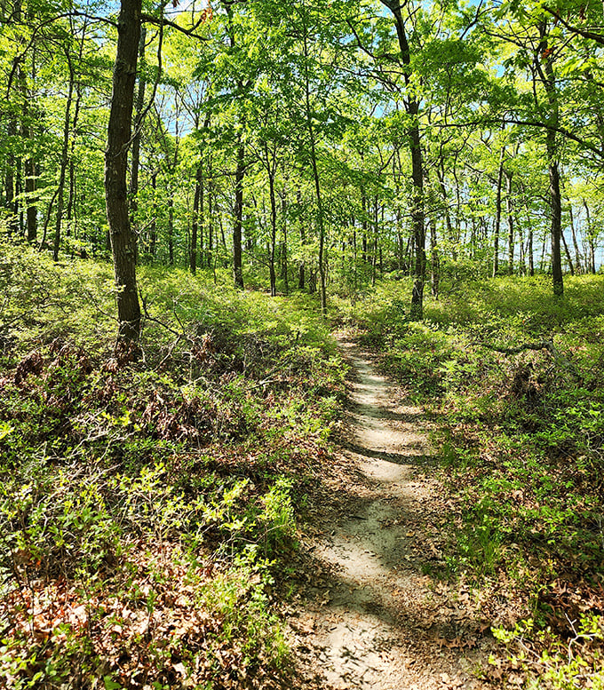 Sun-dappled forest trails wind through Dr. John Champlin Glacier Park, where dappled light plays through leaves like nature's own stained glass.