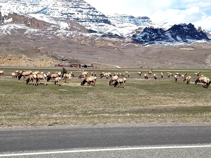 The local welcoming committee doesn't shake hands. This elk herd roams ancestral grounds, reminding us we're just visitors in their timeless home.