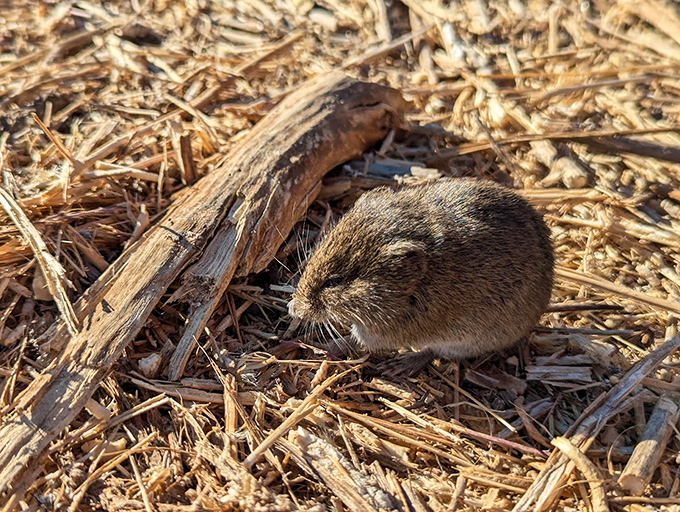 This tiny field vole pauses mid-adventure, demonstrating that sometimes the most extraordinary wildlife encounters come in the smallest packages.