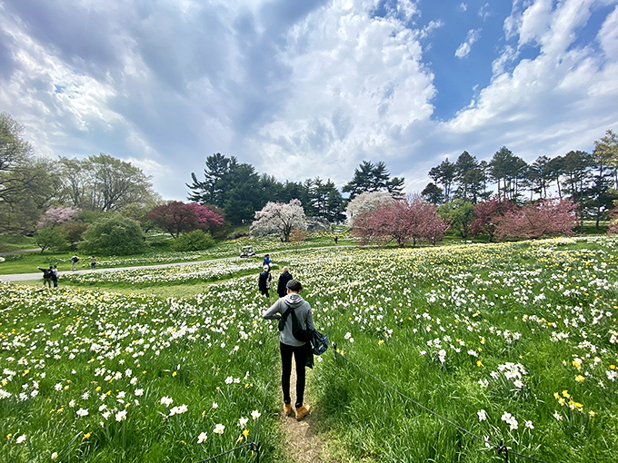 Spring's daffodil hill, where thousands of flowers create a yellow carpet so vibrant you'll be tempted to take off your shoes and wiggle your toes in it.