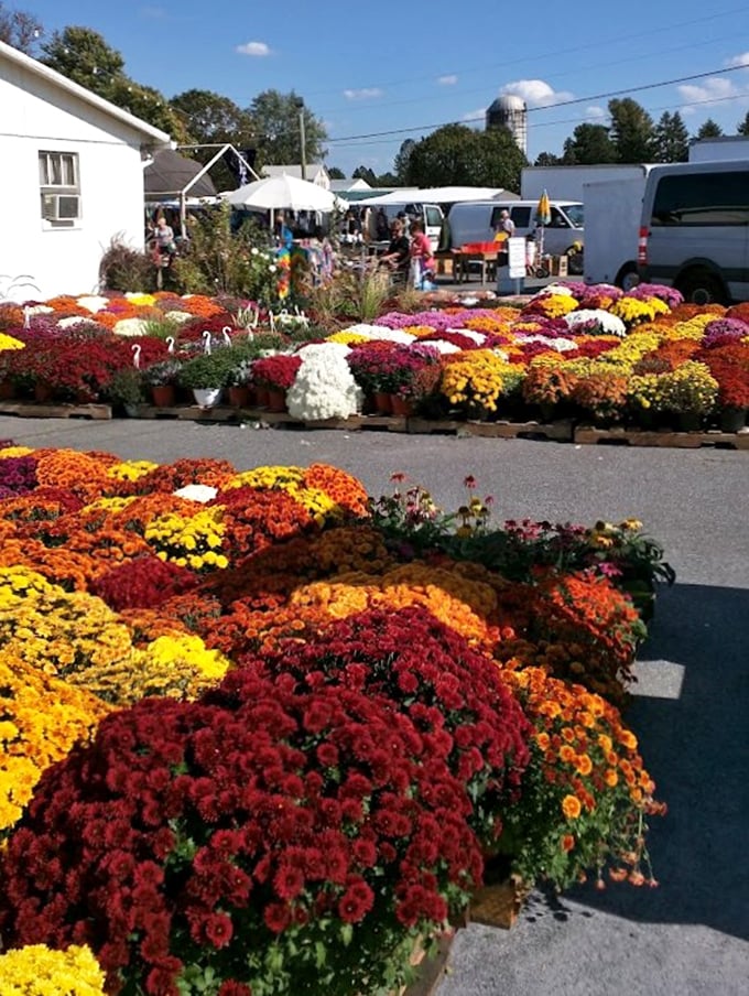 Fall mums explode in vibrant colors, transforming the market into a floral showcase that makes your porch jealous.