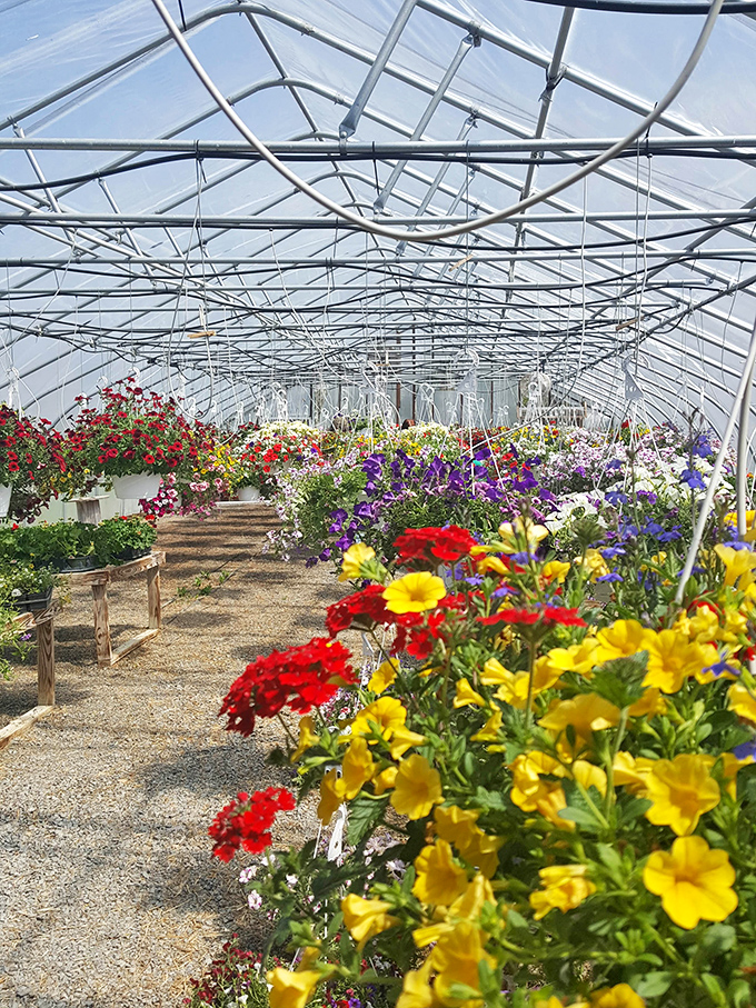 A greenhouse paradise where flowers compete in a beauty pageant of color, fragrance, and "take me home" appeal.