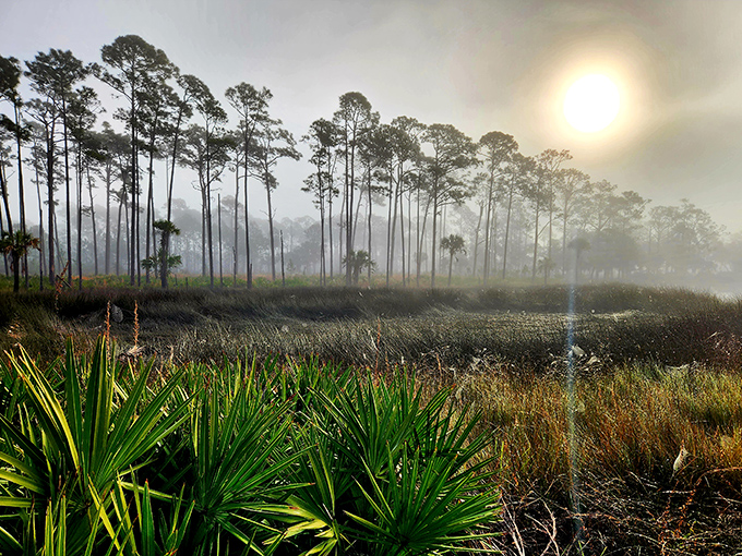 Morning fog transforms pine flatwoods into a mystical landscape straight out of a fantasy novel&mdash;no special effects department required.
