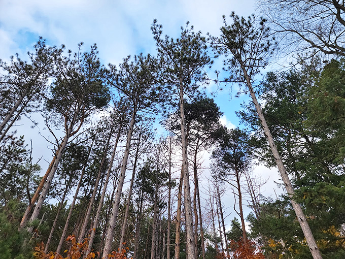 Looking up at these Michigan pines makes you realize why "reaching for the sky" became such a powerful metaphor.