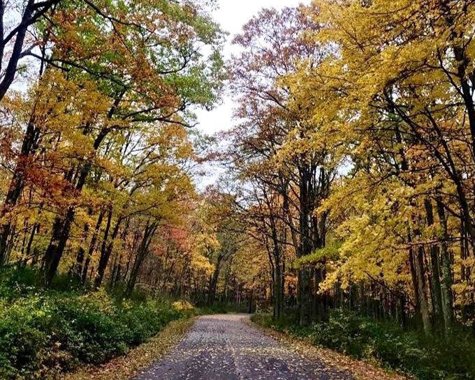 Nature's version of a hallway lined with family portraits. Each tree stands proudly, showing off generations of autumn finery.