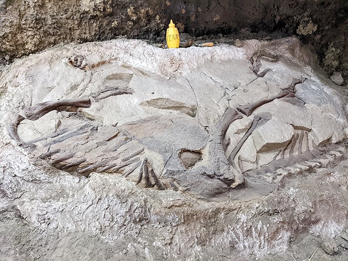 Not your average rock collection&mdash;this fossil reveals the park's prehistoric residents who checked out about 65 million years ago.