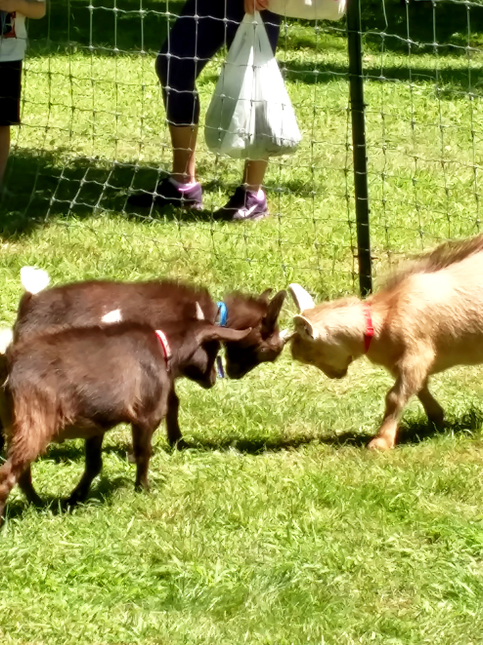 The goat summit in progress. Important farm politics being discussed while humans stand by with their inferior shopping bags.
