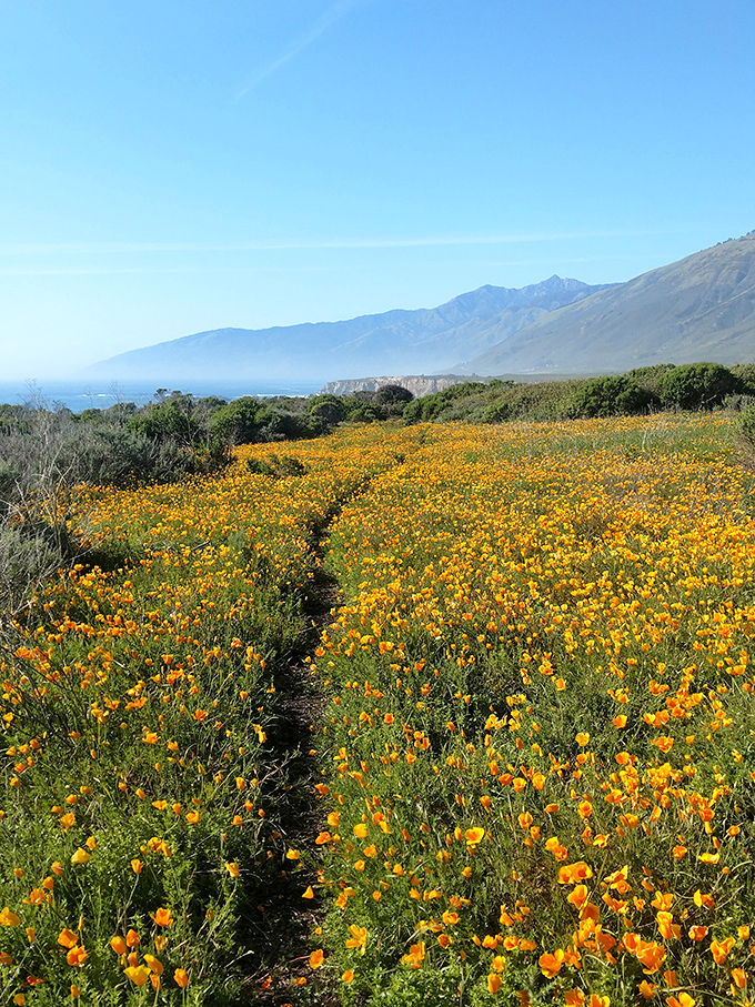 California poppies creating a golden pathway to the sea. Spring at Big Sur offers this spectacular bonus to beach-seekers.