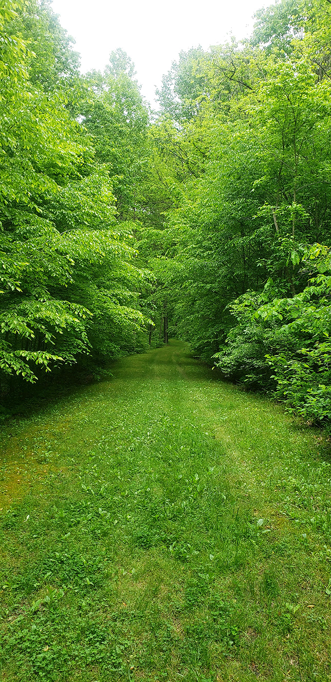 A verdant corridor of impossibly green foliage creates nature's version of the yellow brick road&mdash;minus the flying monkeys.