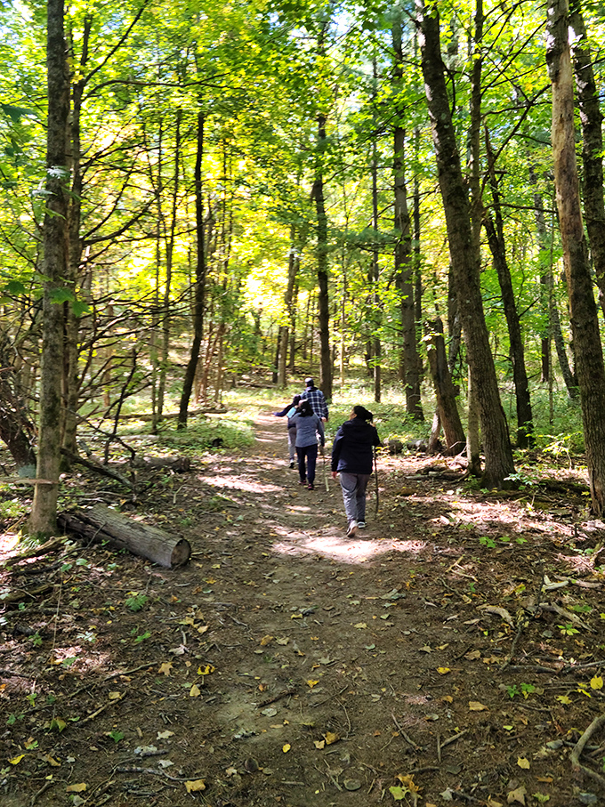 The simple joy of a forest trail &ndash; where conversations deepen, problems shrink, and no one cares about your step count.