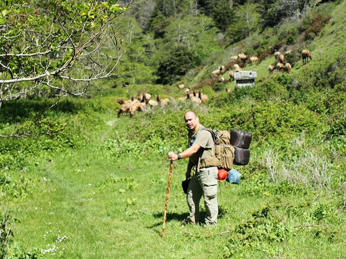 Backpackers traversing meadows alongside elk herds, proving the best wildlife documentaries happen when you leave the couch.