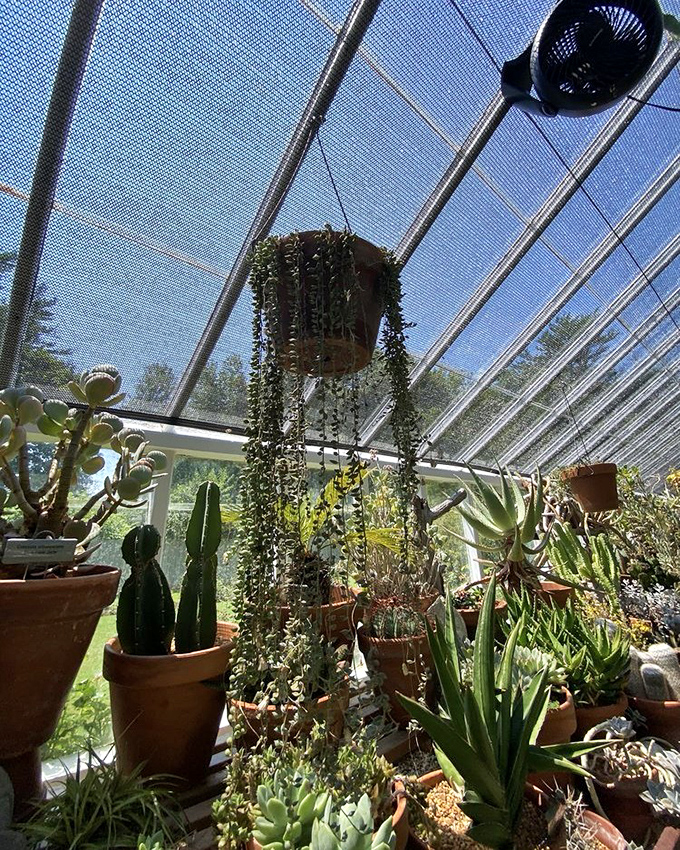 Inside the greenhouse, succulents and cacti throw their own desert party &ndash; no water balloons allowed.