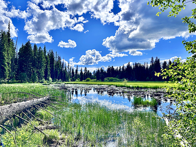 Meadow reflections creating double the beauty for the same admission price&mdash;now that's the kind of two-for-one deal everyone appreciates.