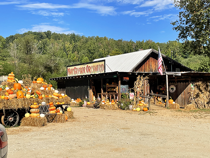 MacGregor Orchard embraces fall with a pumpkin display that would make Linus from Peanuts abandon his patch in a heartbeat.