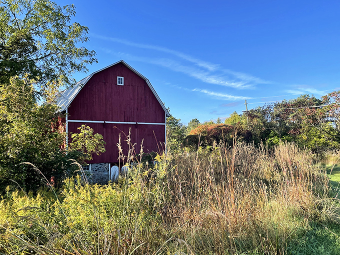 The historic barn stands sentinel amid prairie grasses, a picturesque reminder of Michigan's agricultural heritage amid botanical innovation.