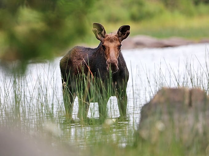 "Excuse me, do you have a moment to talk about lake conservation?" &ndash; Umbagog's most impressive resident checks in on visitors.