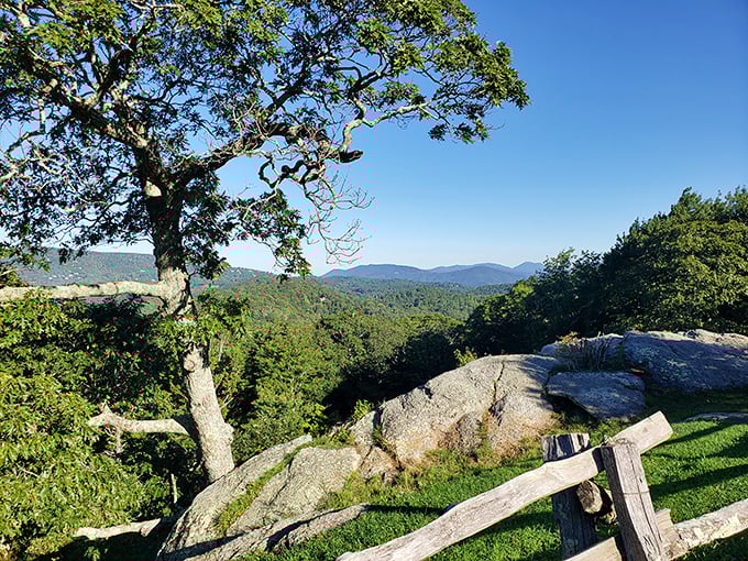 A gnarled tree stands sentinel over the valley view. It's been enjoying this panorama since before your grandparents were born.