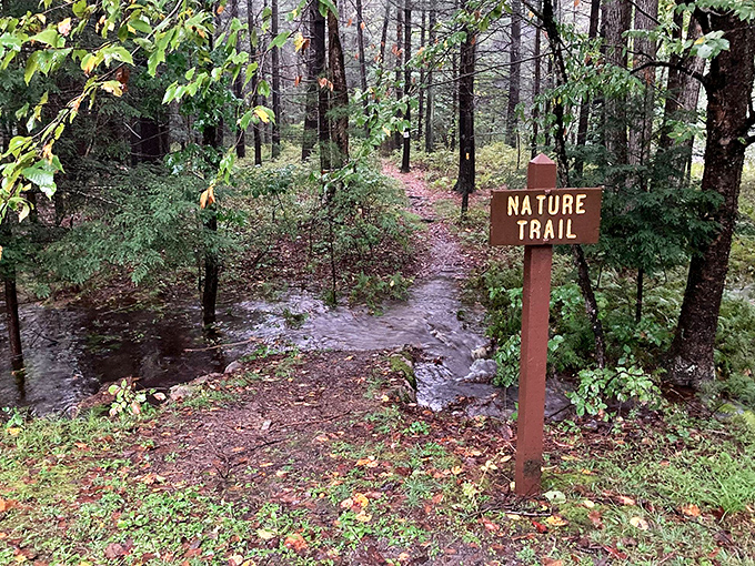 "Nature Trail" sign stands sentinel at the forest's edge. The path less traveled often leads to the stories most worth telling.
