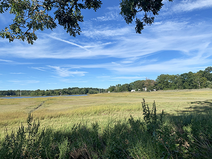 Golden marshlands stretch toward the horizon &ndash; not just pretty scenery, but nature's own water filtration system hard at work.