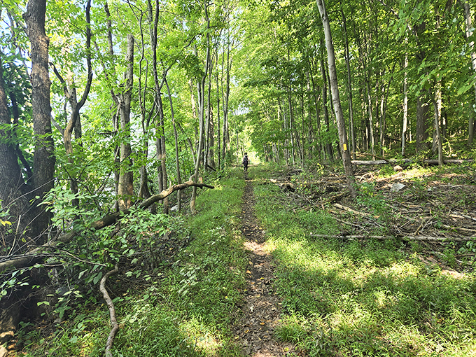 Sunlight dapples this forest trail where adventure awaits around every bend. The soundtrack? Just birdsong and your footsteps.