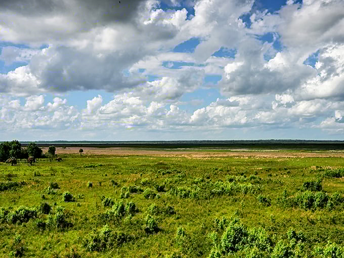 Paynes Prairie stretches toward the horizon like nature's own IMAX screen, a vast savanna where bison and wild horses roam freely.