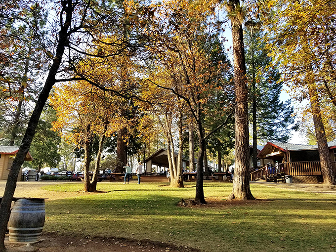 Dappled sunlight through autumn trees creates nature's perfect picnic spot. No reservation required, just bring your appreciation.