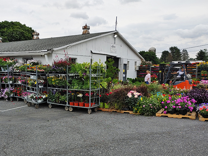 The plant section explodes with color, offering instant curb appeal without the instant bankruptcy of fancy garden centers.