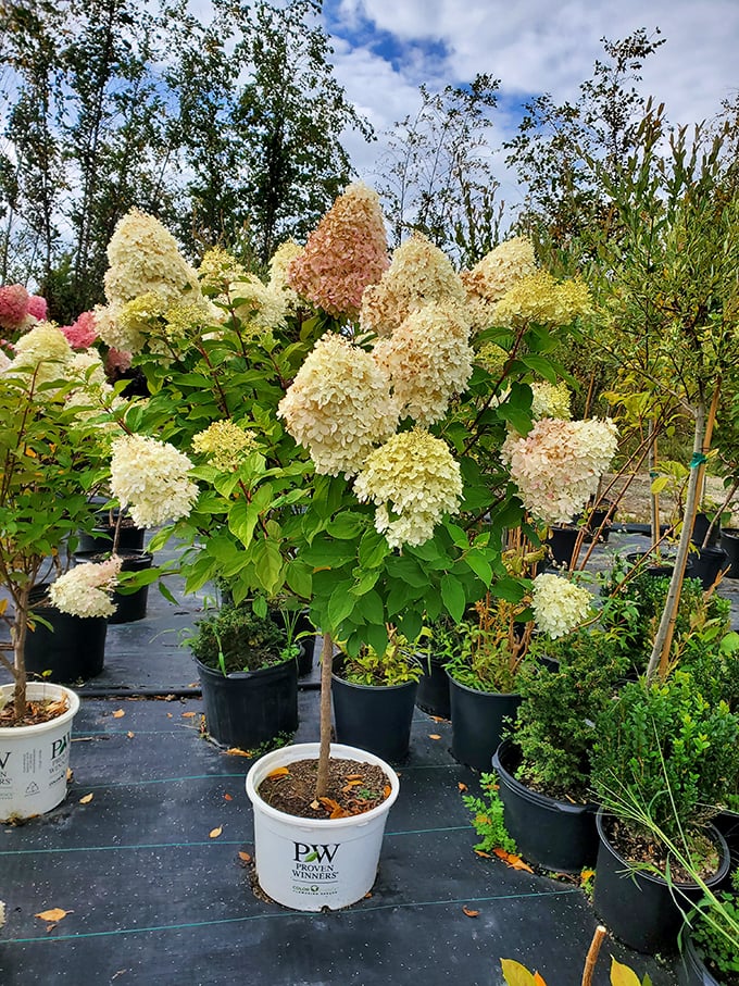 Garden treasures waiting to transform your yard. These hydrangeas promise more drama than a season finale of your favorite show.