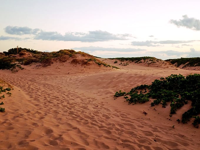 Sand dunes sculpted by wind and time. Like nature's own art installation, constantly changing yet somehow timeless.