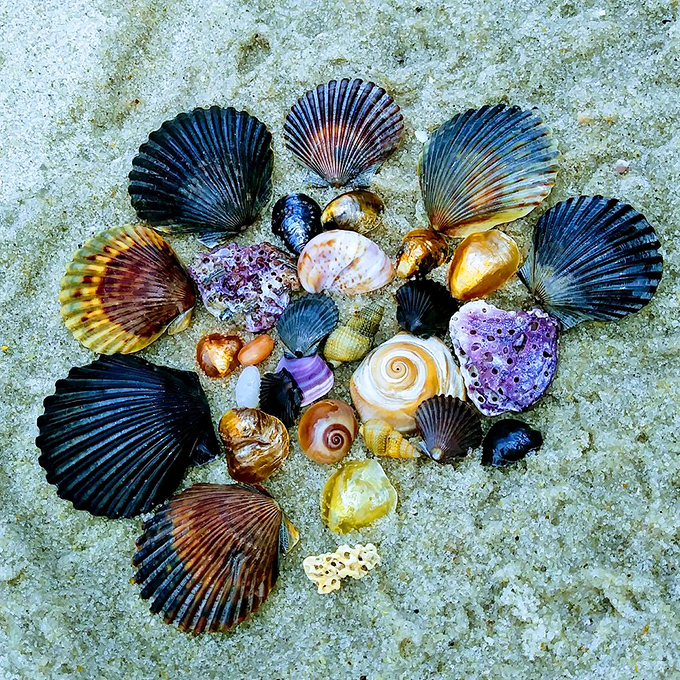 Beach treasures arranged in nature's jewelry box &ndash; each shell tells a story of ocean journeys before washing ashore.