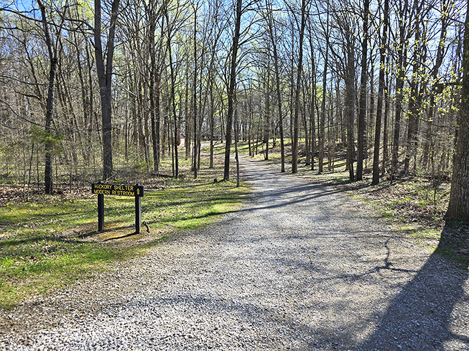 Shades State Park's winding trail disappears into a cathedral of trees, nature's version of "follow me, I know a shortcut to serenity."