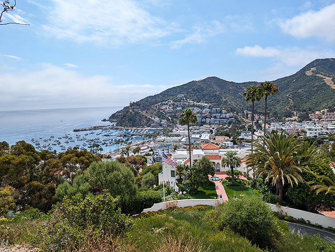 From Smith Rose Overlook, Avalon reveals itself like a perfectly arranged diorama &ndash; harbor, hills, and homes in harmonious balance.