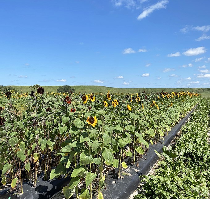 Sunflowers stand tall like nature's cheerleaders alongside the strawberry fields, creating a two-act show that would make Broadway jealous.