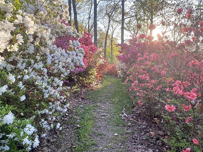 A path less traveled between walls of white and pink blooms &ndash; like walking through nature's version of a black-tie affair.