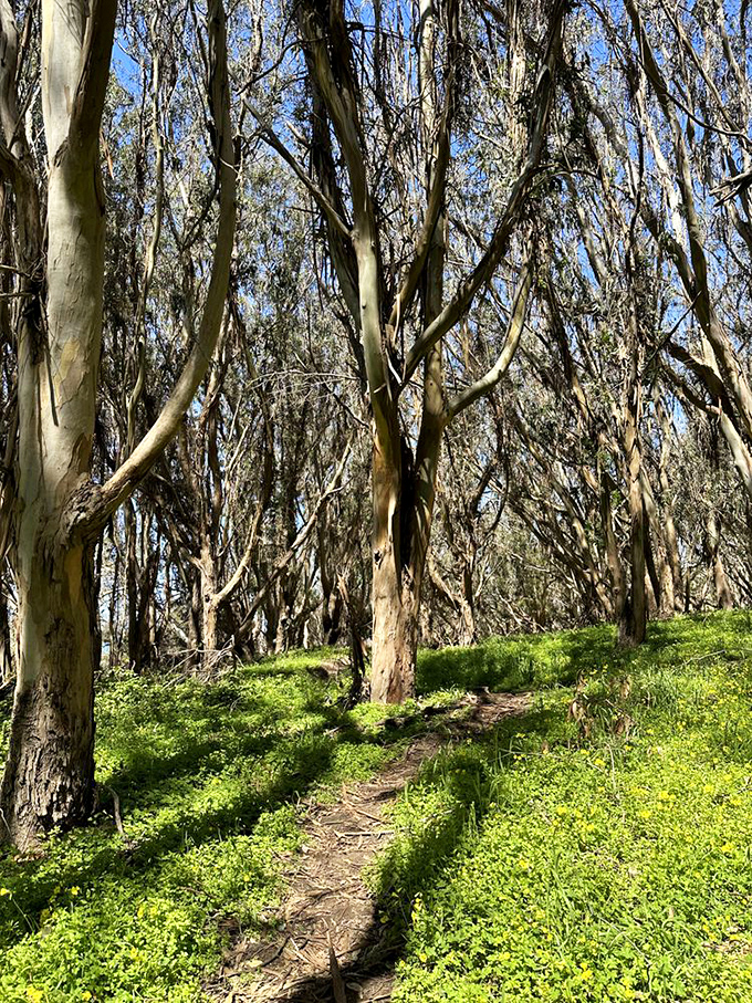 Eucalyptus trees create nature's cathedral. Walking these trails feels like stepping into a painting where even the air smells like an expensive candle.