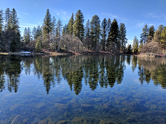 A mirror-perfect reflection where pines meet water in absolute stillness—nature showing off its photographic skills without even trying.