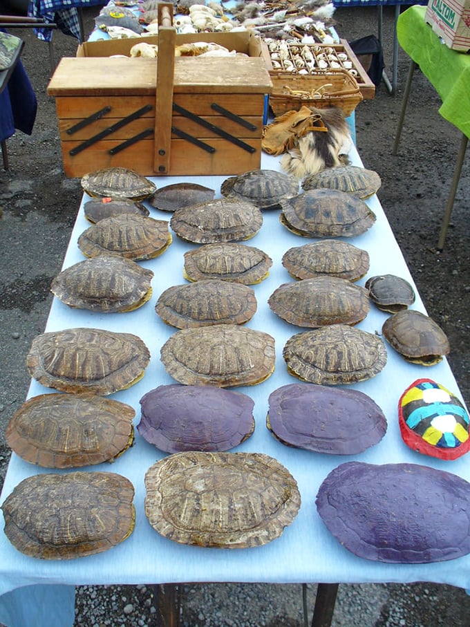 Perhaps the most unexpected market find: turtle shells arranged with curious precision. One person's natural history collection becomes another's conversation piece.