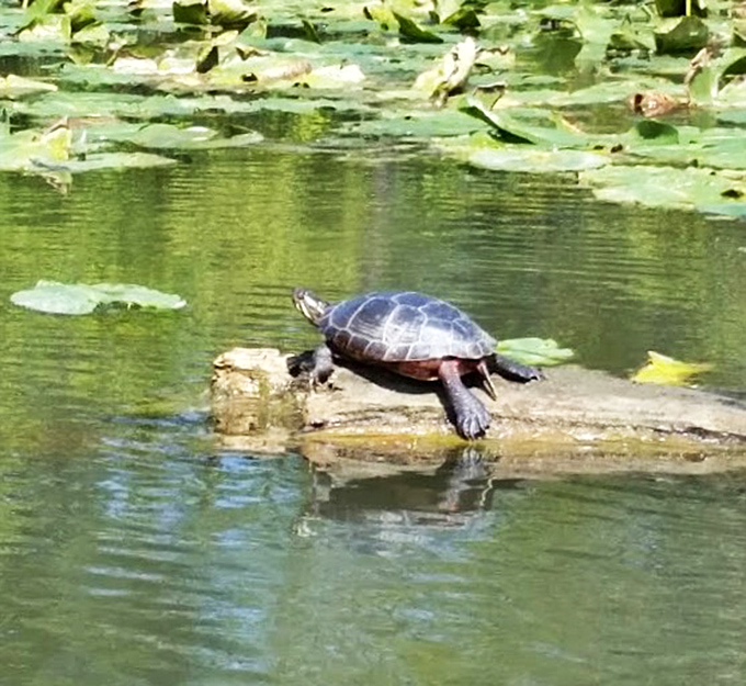 This turtle's got the best seat in the house and knows it.