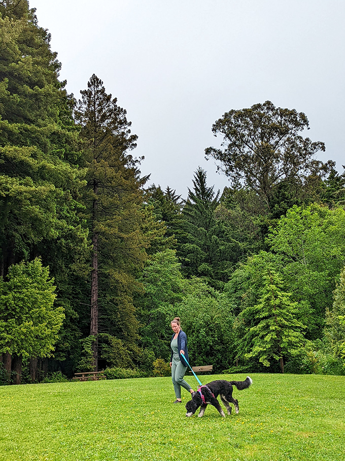 Dog walking in the Community Forest &ndash; where both humans and four-legged friends find their happy place among towering trees.