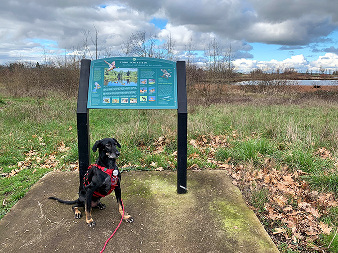 Even four-legged friends appreciate Coburg's natural beauty. This pup seems more interested in wildlife than wingback chairs.